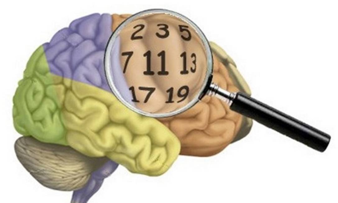 Como o cérebro desenvolve habilidades cognitivas para lidar com os ...